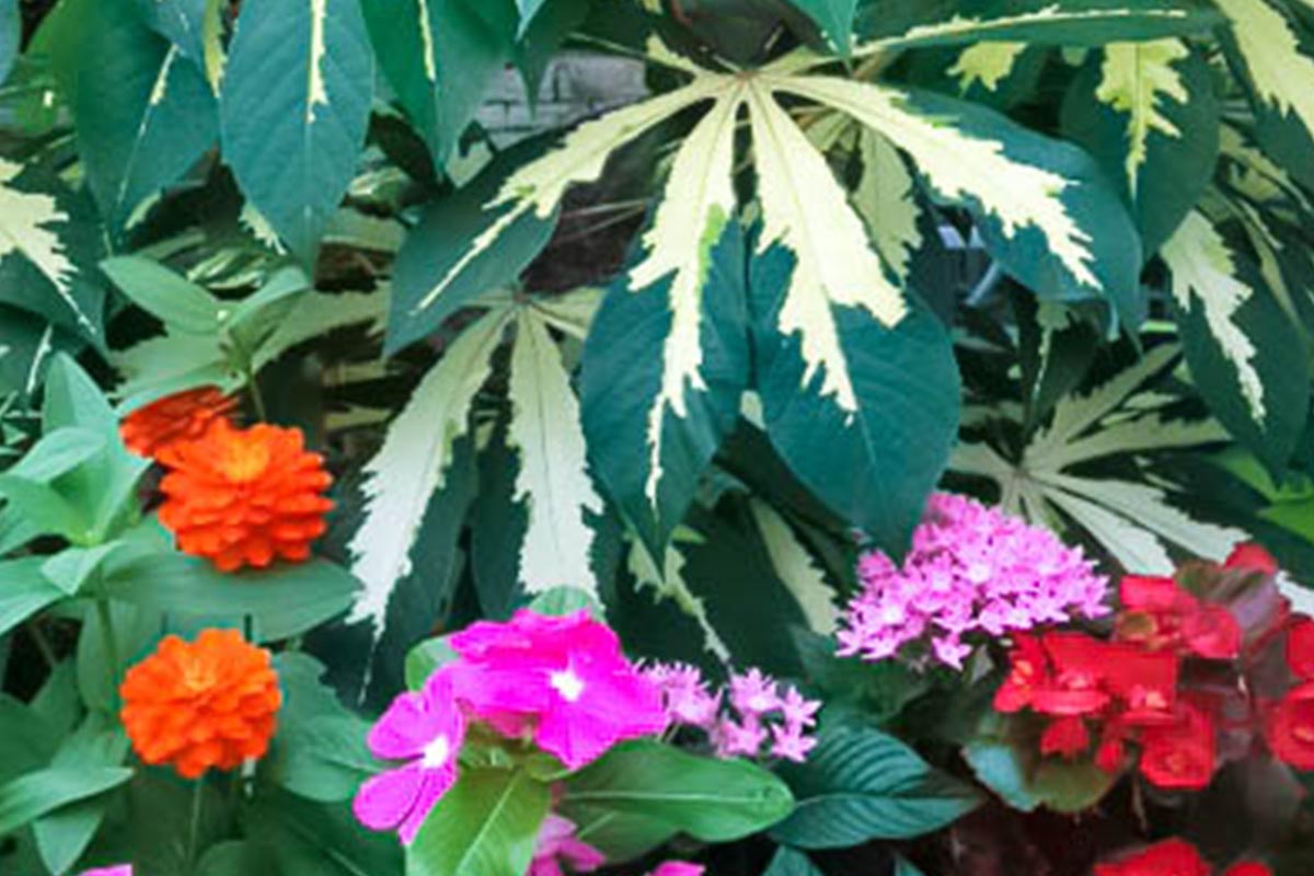 Plant Selections - Simpson Landscape
